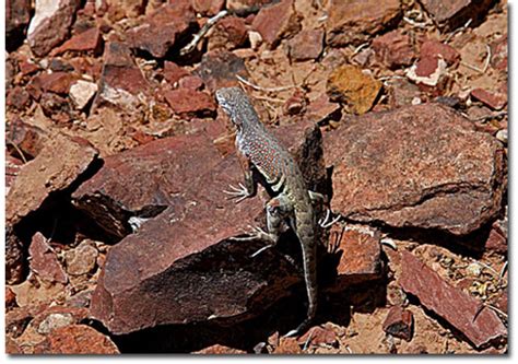 Greater Earless Lizard Desertusa