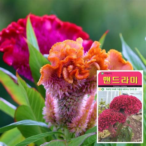 맨드라미 씨앗 1000립 꽃씨앗 해바라기꽃씨앗 홈플러스 택배배송