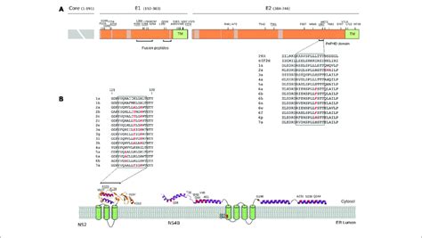 Selected Sites In Hcv Proteins A Schematic Representation Of The Download Scientific