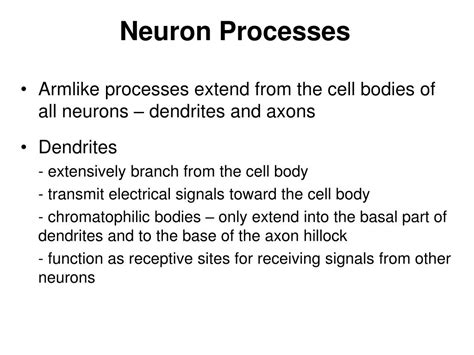 Ppt Fundamentals Of The Ns And Nervous Tissue Powerpoint Presentation