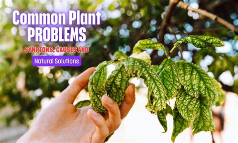 Common Garden Plant Problems And Natural Solutions Organicbazar
