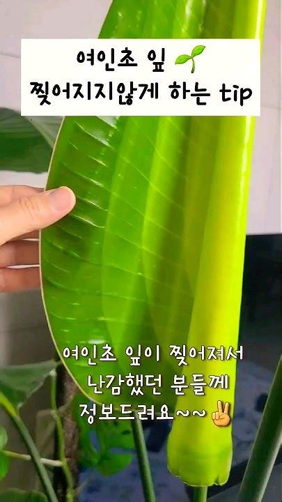 여인초잎이찣어져서고민이라면😛 Youtube