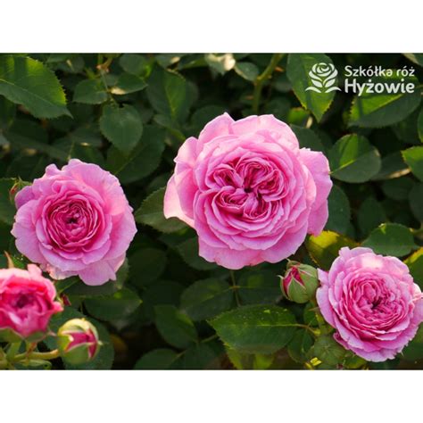 Marija Frayla™ Róże Silnie Pachnące Szkółka Róż Hyżowie