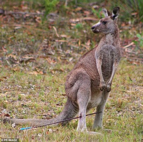 Animal Justice Party Claim Tourism Mascot Ruby The Kangaroo Would Be