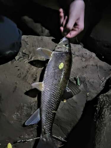 Observations By Tomcod · Inaturalist