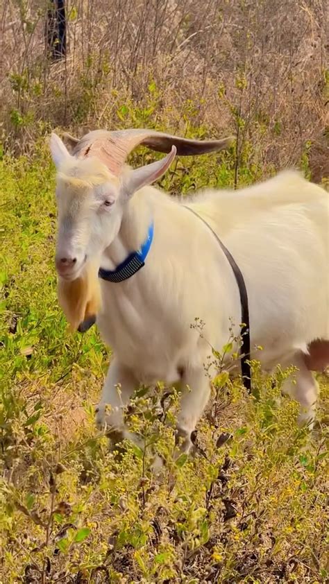 Saanen Goats Characteristics
