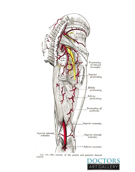 Surgical Anatomy Sciatic Artery Gluteal And Posterior Femoral Etsy