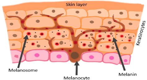 Melanocytes Diagram