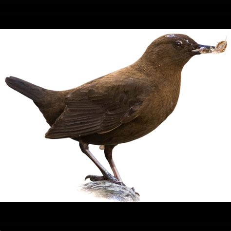 Brown Dipper Cinclus Pallasii Identification Birda