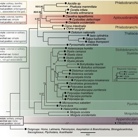 Tunicate Hox Phylogeny Maximum Likelihood Phylogeny Of Hox Gene