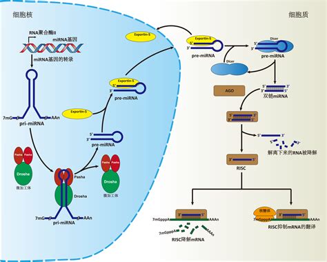 Mirna作用机制完整过程