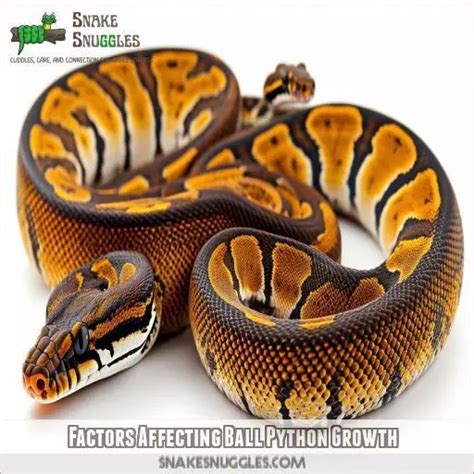 Ball Python Time To Grow Stages Rates And Tips For Healthy Development