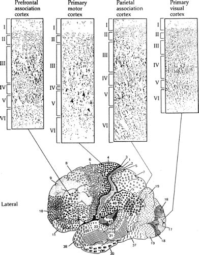 Neocortical Anatomy And Physiology Neupsy Key