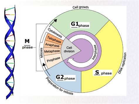 Cell Growth And Division Ppt Download
