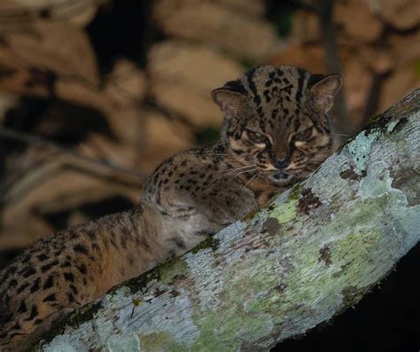 Wild Cats Defying Gravity Meet The 8 Most Skilled And Agile Tree