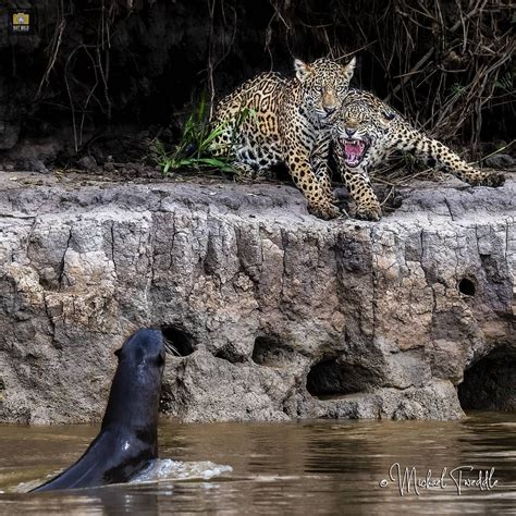🔥 Giant Otter Teasing A Couple Of Jaguar Cubs 🔥 Rnatureisfuckinglit