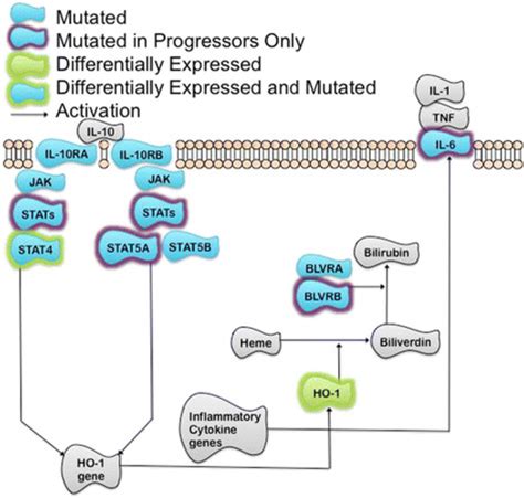 The Il 10 Anti Inflammatory Signaling Pathway Is Enriched For Putative