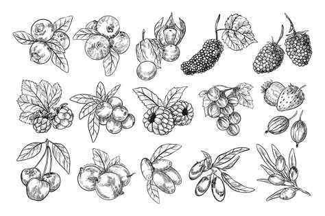 Set Of Hand Drawn Berries Illustration Premium Vector