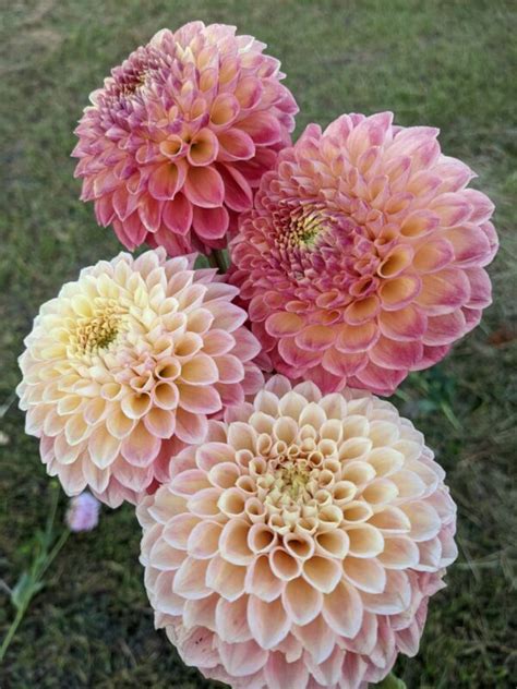 Snoho Doris Tuber Four Acre Farm Llc