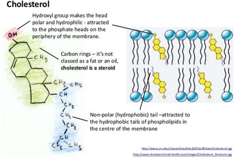 Cholesterol Diagram Structure