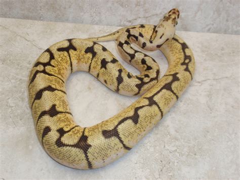 Ball Pythons All Available American Made Exotics