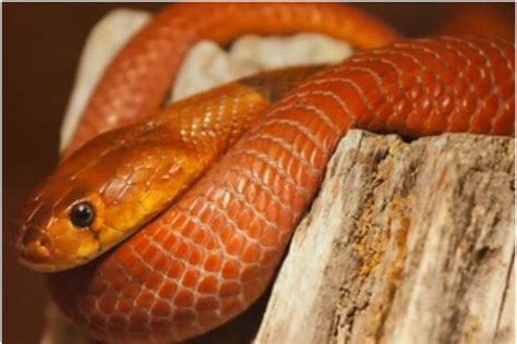 Up Man Reaches Hospital Claiming Snake Entered His Body While