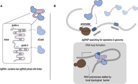 Figure 1 From Re Engineered Guide Rna Enables Dna Loops And Contacts