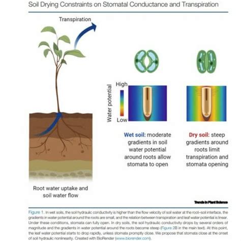 Stomatal Conductance Functions Measurement And Applications Cid Bio Science