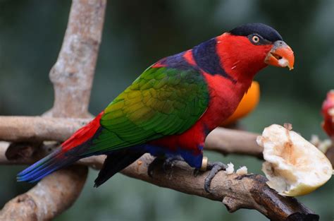 Schwarzer Lori Lorius Lory Im Steckbrief Merkmale Vorkommen Verhalten Etc