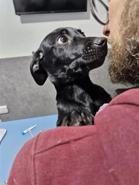 Twix 4 Month Old Female Cross Breed Available For Adoption