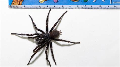 Big Boy Is New Sydney Funnel Web Spider Species The Advertiser