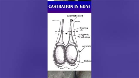 Castration Method In Goat Dr Asif Babu Vet Clinicanimals Cow