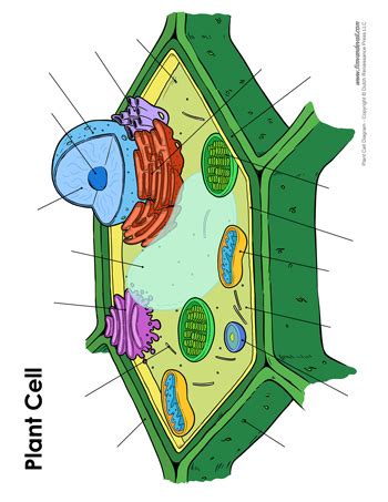 Plant Cell Diagram Blank Blank Plant Cell Diagram Worksheet