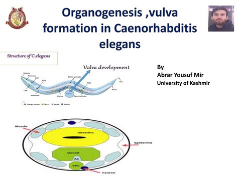 Organogenesis Vulva Formation In Caenorhabditis Elegans Pptx