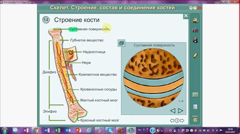 Строение кости. Химический состав кости. Подготовка к ЕГЭ и ОГЭ по ...