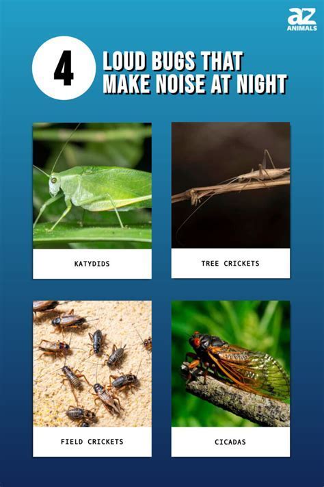 What Insects Make A Ticking Noise