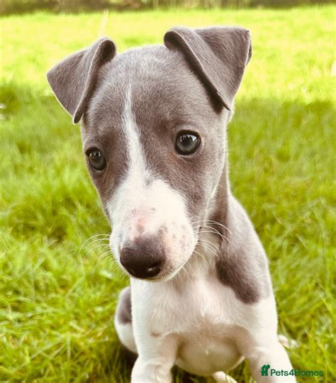 Whippet Puppies For Sale Pets4homes