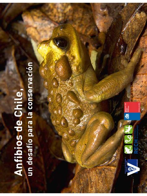 Conservación De Anfibios Pdf Anfibio Chile