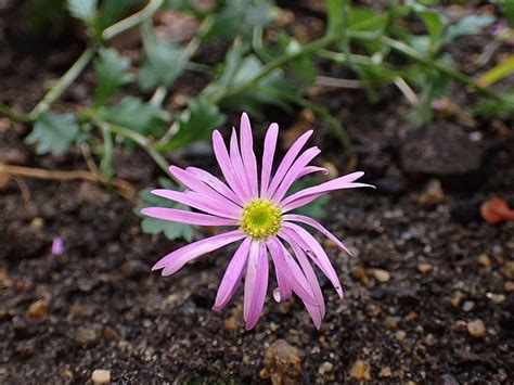 A Guide To The Native Daisies Of Australia Ultimate Backyard