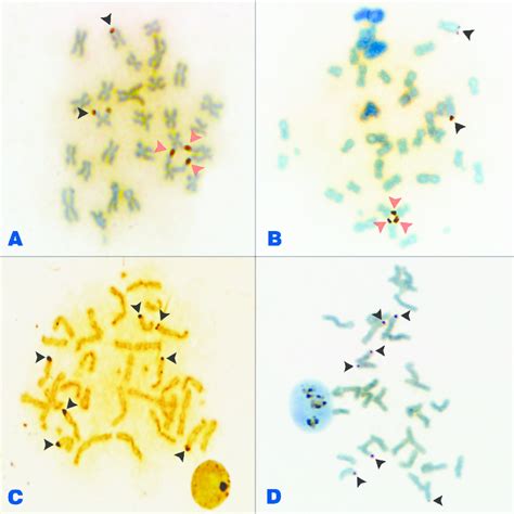 Agnor Staining Of Metaphase Spreads Of Vulpes Vulpes Nucleolar