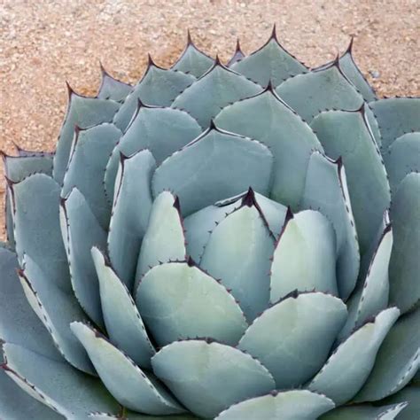 Agave Nectar The Sweetener You Need To Know About