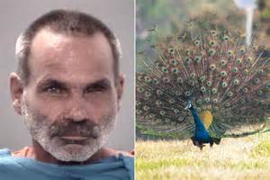 Florida Man Eats Peacocks Arrested Bizarre News News Usa Today