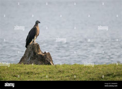 Grey Headed Fish Eagle Ichthyophaga Ichthyaetus Large Gray And Brown