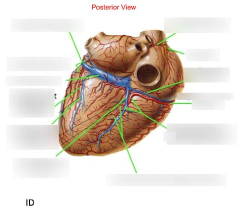 Heart Posterior View Diagram Quizlet