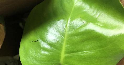 Ripped Leaf Album On Imgur