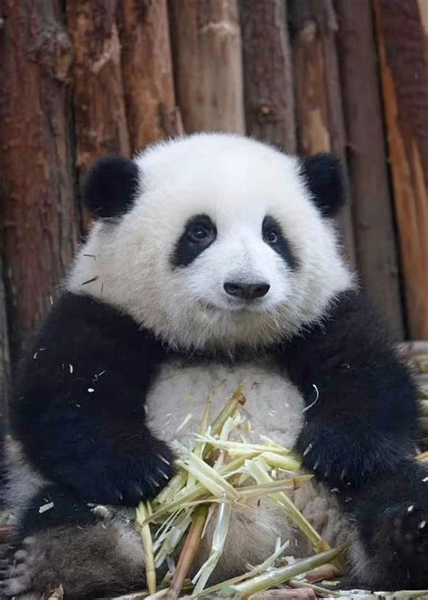 熊猫花花 花瓣网