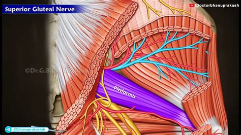 Gluteal Nerves