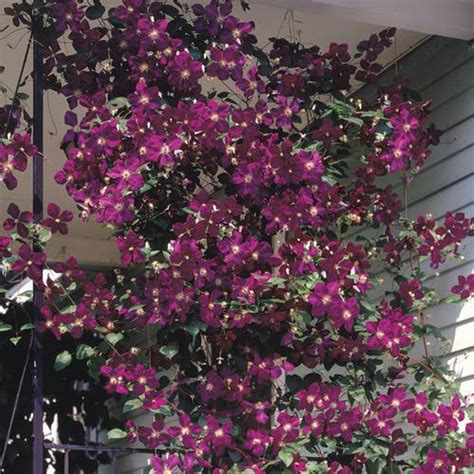 Jackmanii Clematis Jackson And Perkins