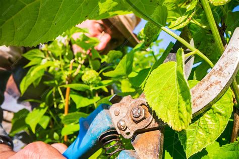 Premium Photo The Farmer Makes Pruning Of Bushes With Secateurs