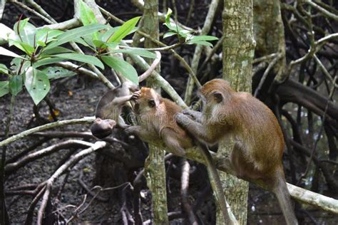 Two Macaques Grooming Each Other In The Malaysian Rainforest Stock